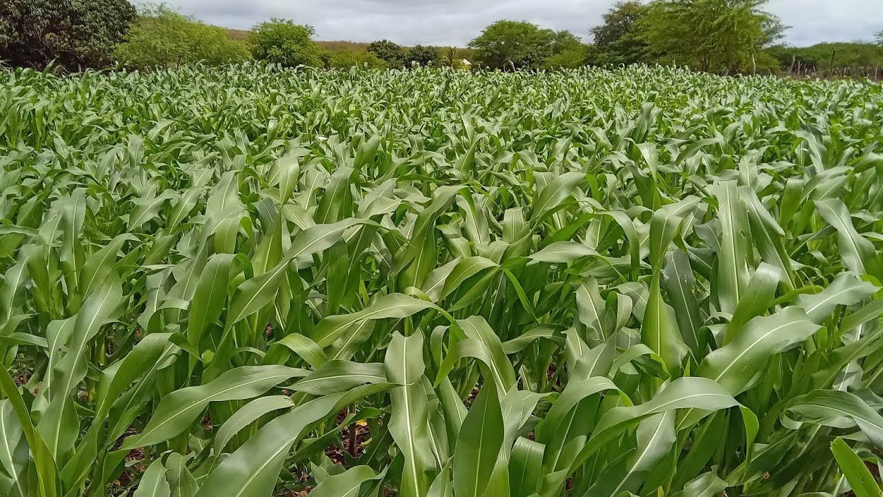 MILHO AG1051 - YouTube