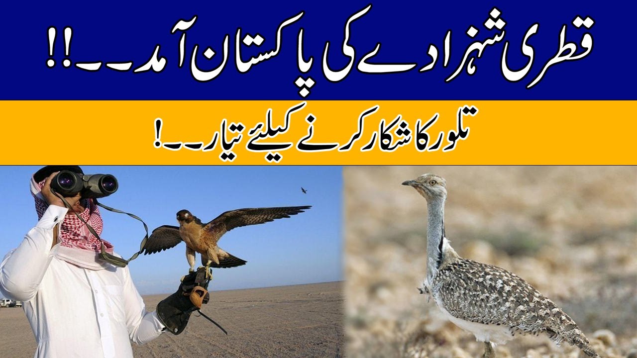 Qatari Prince Ready To Hunt Taloor In Pakistan - YouTube