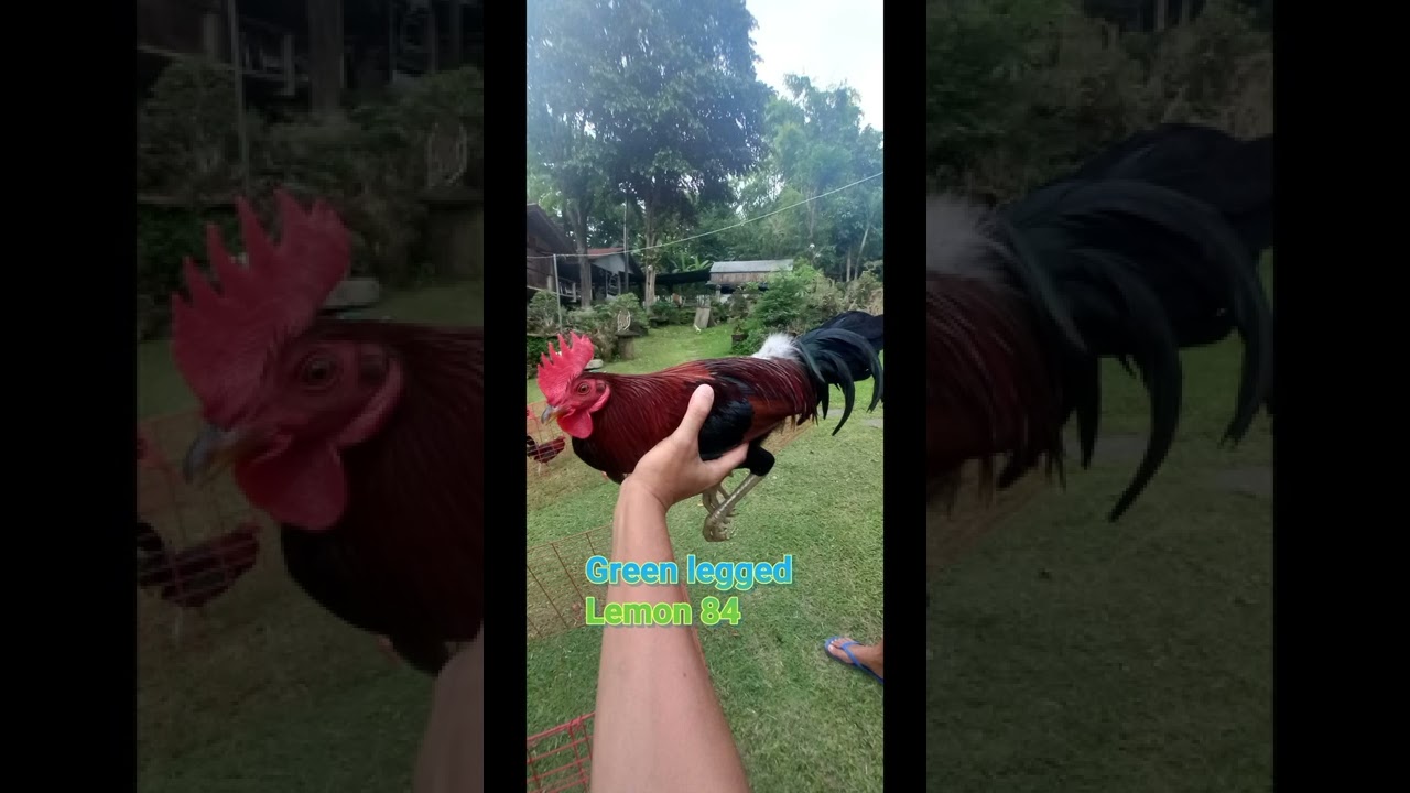 Newly acquired breeding materials - YouTube