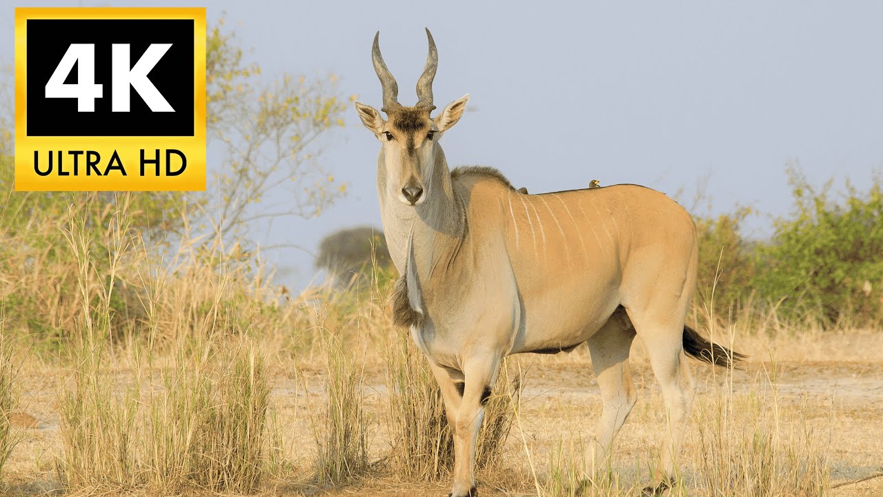 ELAND 4K HDR: The World’s Largest Antelope in Cinematic Ultra HD | 4K ...