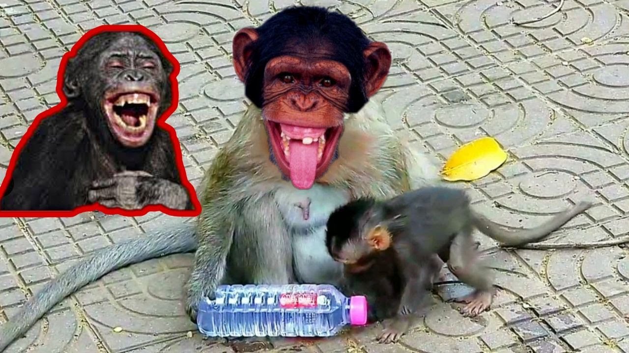 Drinking monkey funny video Part 27 - YouTube