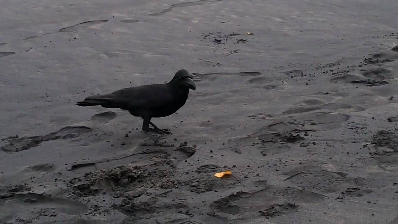 crow take chip.MOV - YouTube
