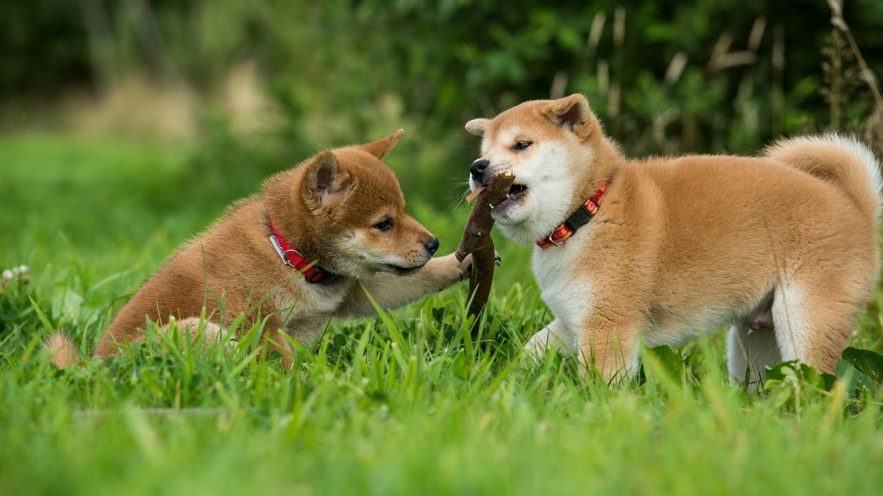 How to Train Your Shiba Inu with Positive Reinforcement - YouTube