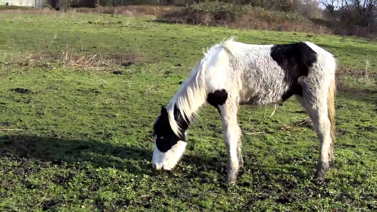 4 neglected horses from Birchgrove Swansea - YouTube