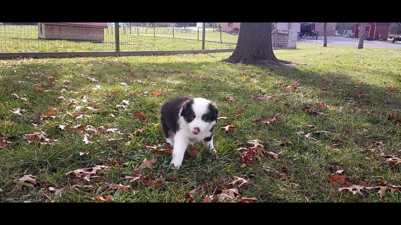 James the Australian Shepherd Puppy - YouTube