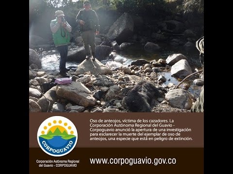 OSO GALACTICO-CHINGAZA-PARQUE-JUNIN-CUNDINAMARCA-MARCA LINEA TIEMPO ...