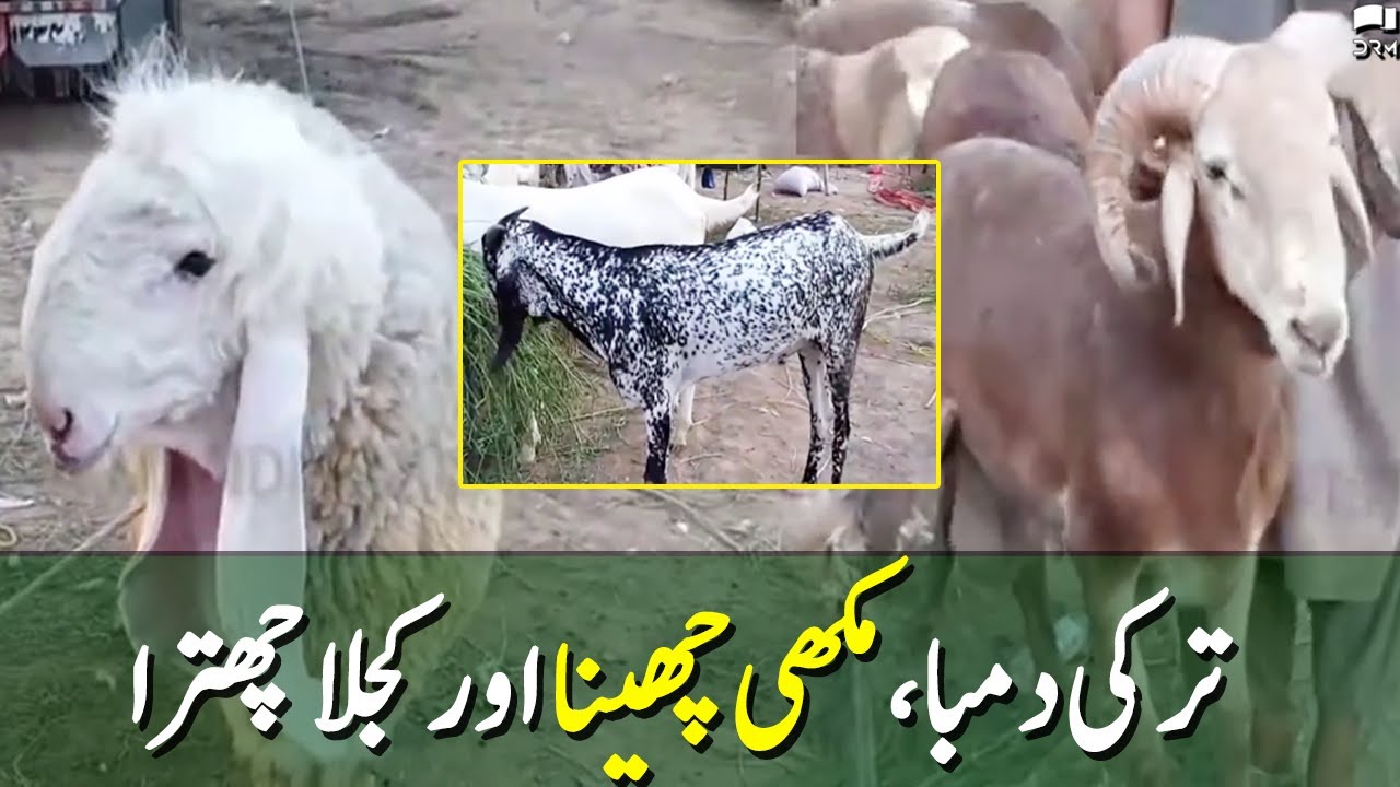 Turkey Dumba, Makhi Bakra Aor Kajla Chatra | Lahore Bakra Mandi | Eid ...