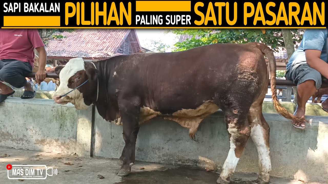 Sapi Sapi Bakalan Pilihan Paling Super Satu Pasaran !! Paling Super ...