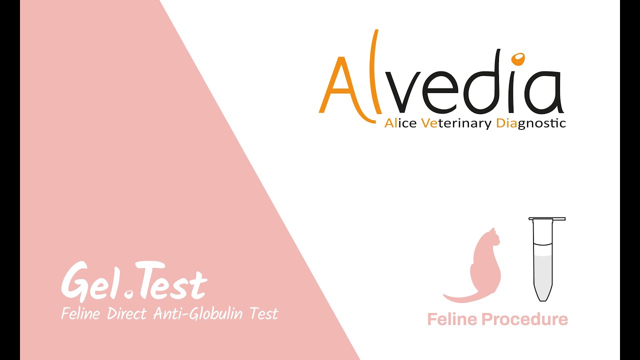 Alvedia | Procedure Gel Test Direct Anti-globulin Test (DAT) Feline ...