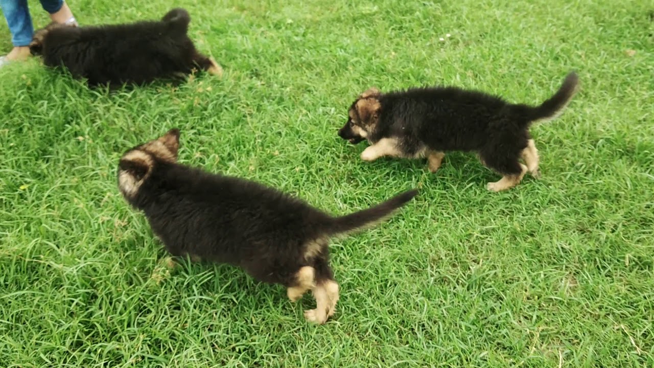 Long cot German Shepherd Puppy,s Avbalibal,9416460444,9053684404 - YouTube