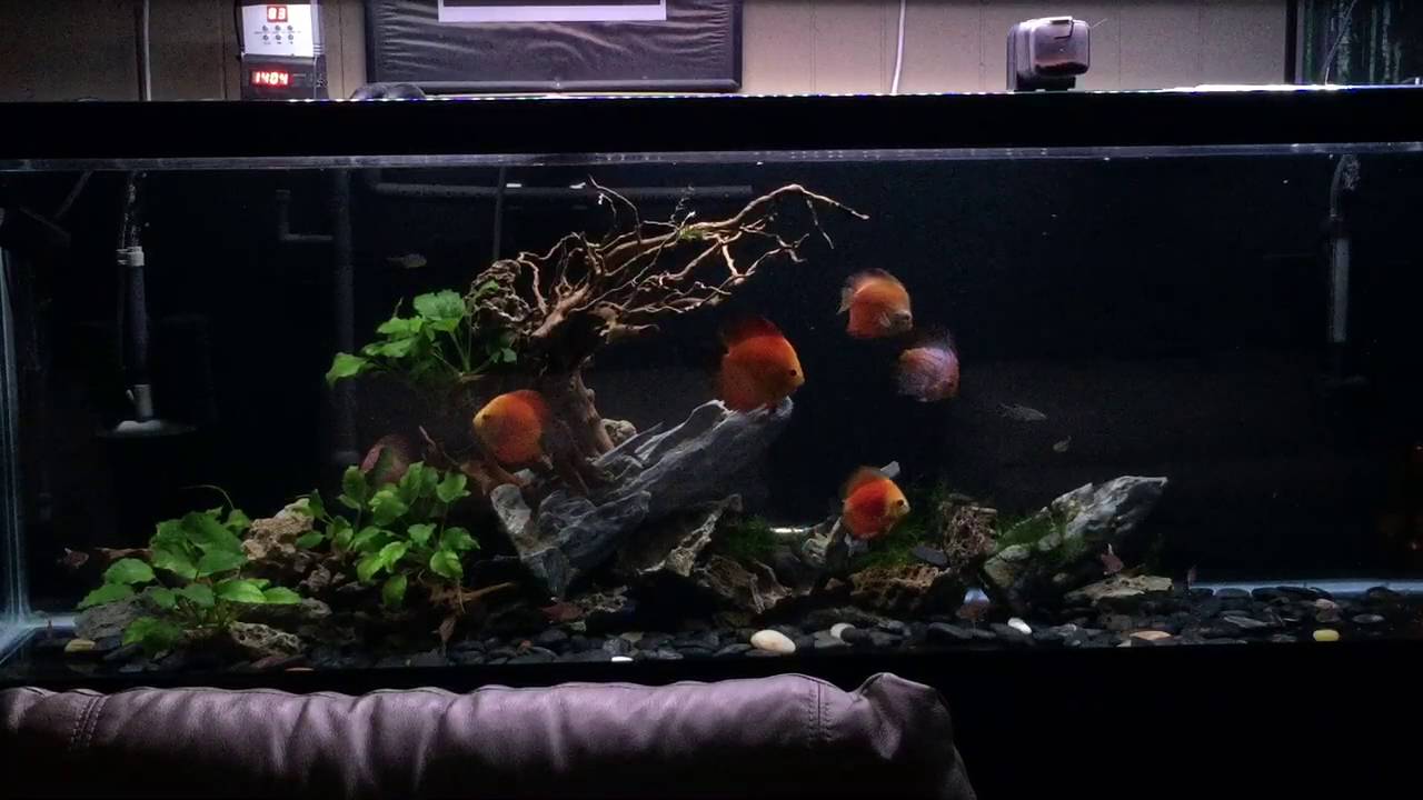 My Beautiful Discus Fish Community Tank Update - YouTube