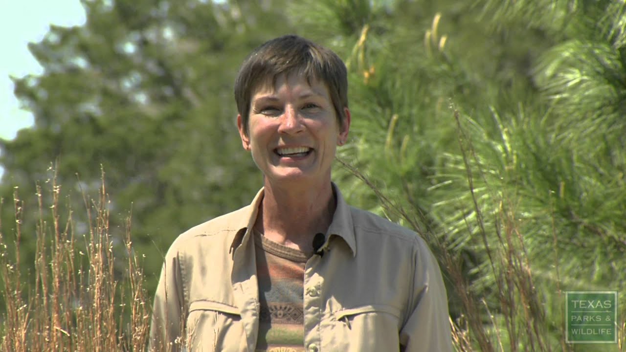 2015 Lone Star Land Steward: Rancho Zunzun - YouTube