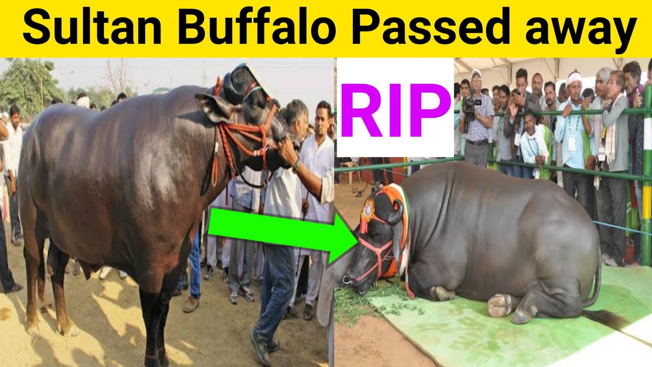 Sultan Buffalo - YouTube