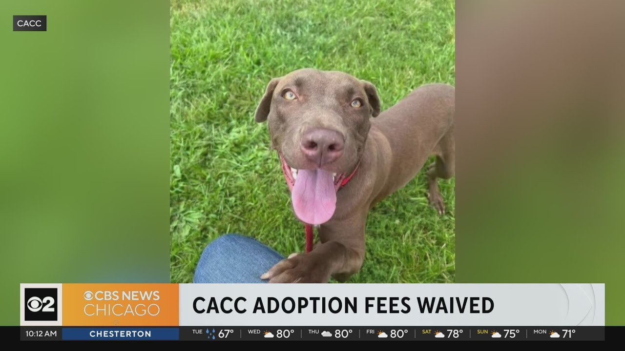 Chicago Animal Care and Control waiving adoption fees - YouTube