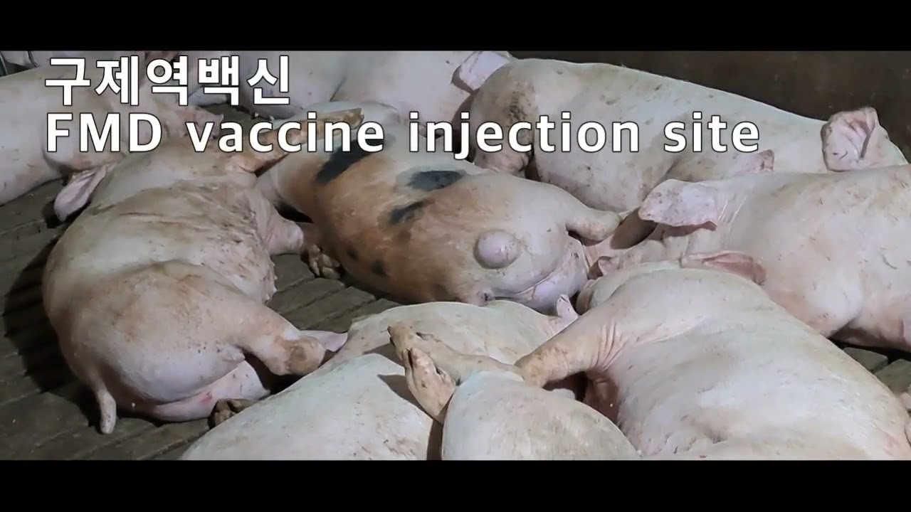 구제역백신접종부위 FMD vaccine injection site - YouTube