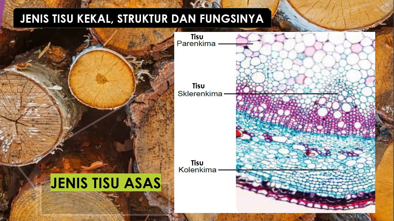 Biologi Tingkatan 5 KSSM Bab 1 | (1.1) ORGANISASI TISU TUMBUHAN DAN ...