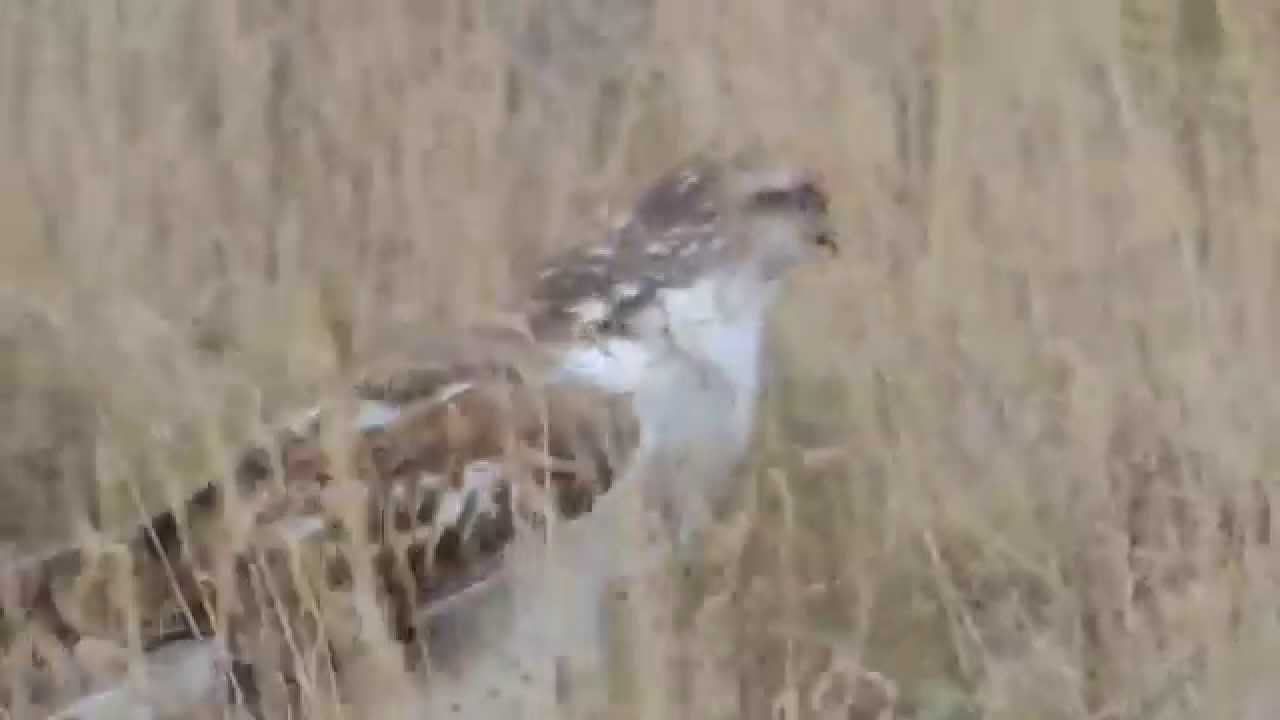 Ferruginous Hawk eating a Prairie Dog Muleshoe National Wildlife Refuge ...
