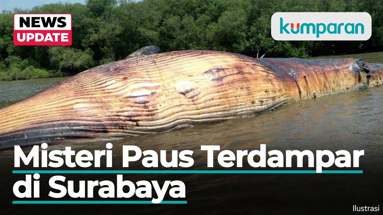 Apa Penyebab Paus Balin Terdampar di Pesisir Surabaya? - YouTube