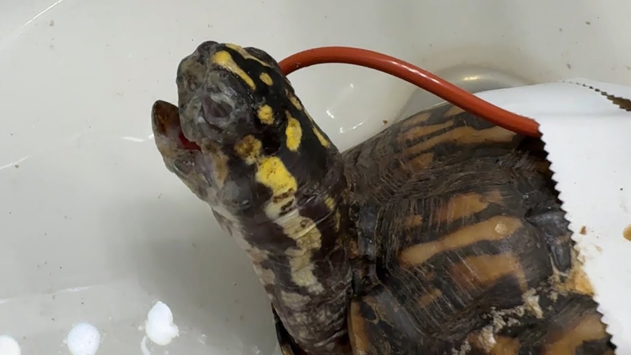 Treating very SICK BOX TURTLES. - YouTube
