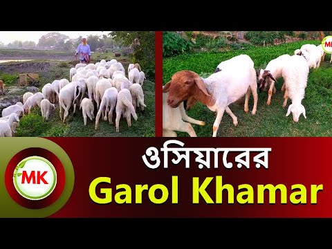 ওসিয়ারের গাড়ল খামার । sheep farming in Bangladesh । garol farming ...