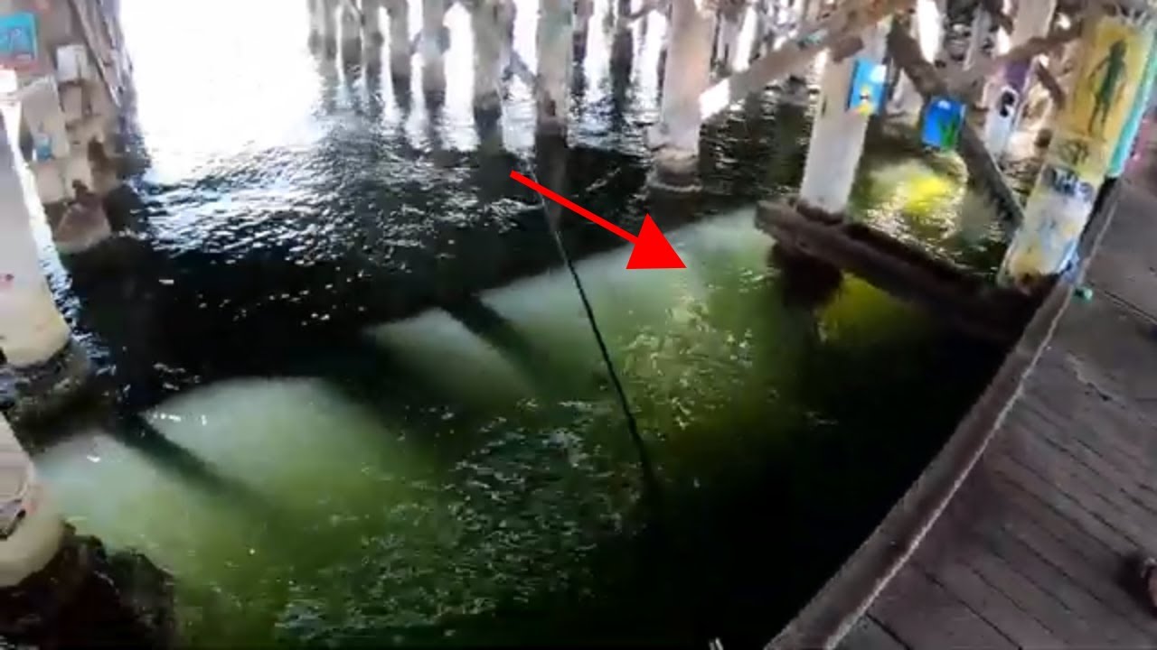 How To Catch Black Bream, My First Black Bream Under The Canning Bridge ...