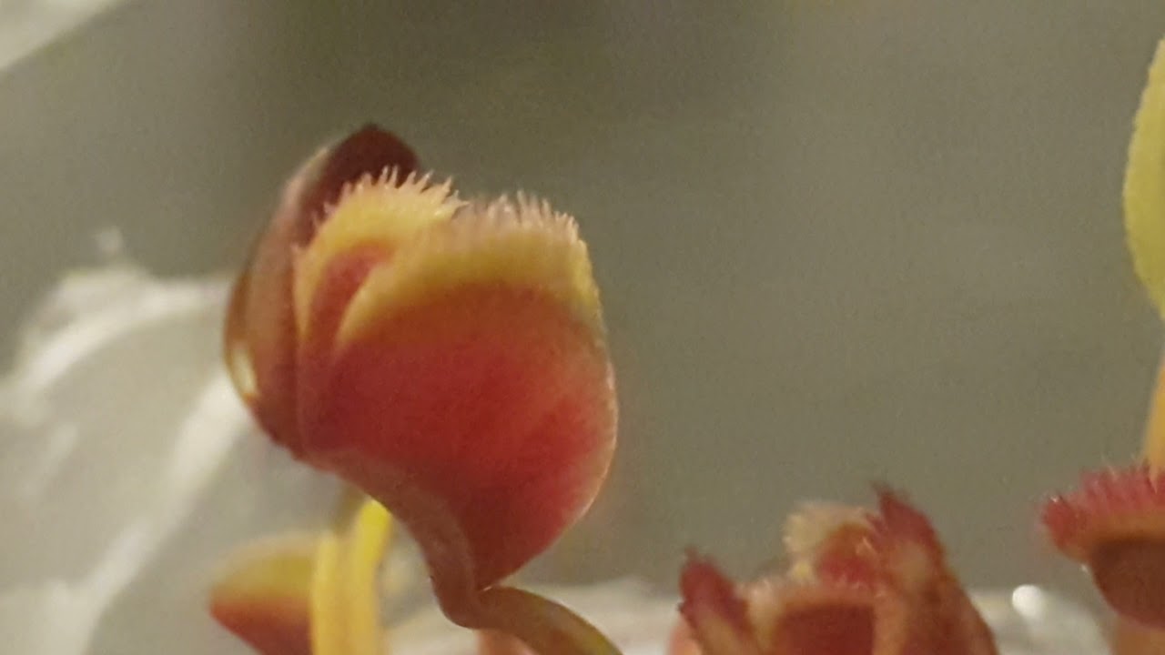 Venus Fly Trap Unboxing Wacks Wicked Plants dionea muscipula Part 2 - YouTube