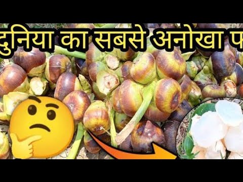 Hamare gaon hamare gaon ka tarkul😘😋 duniya ka sabse anokha fal 😘 # ...