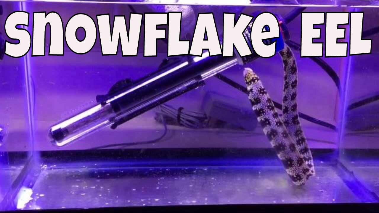 Snowflake eel : saltwater eel : beyond the reef - YouTube