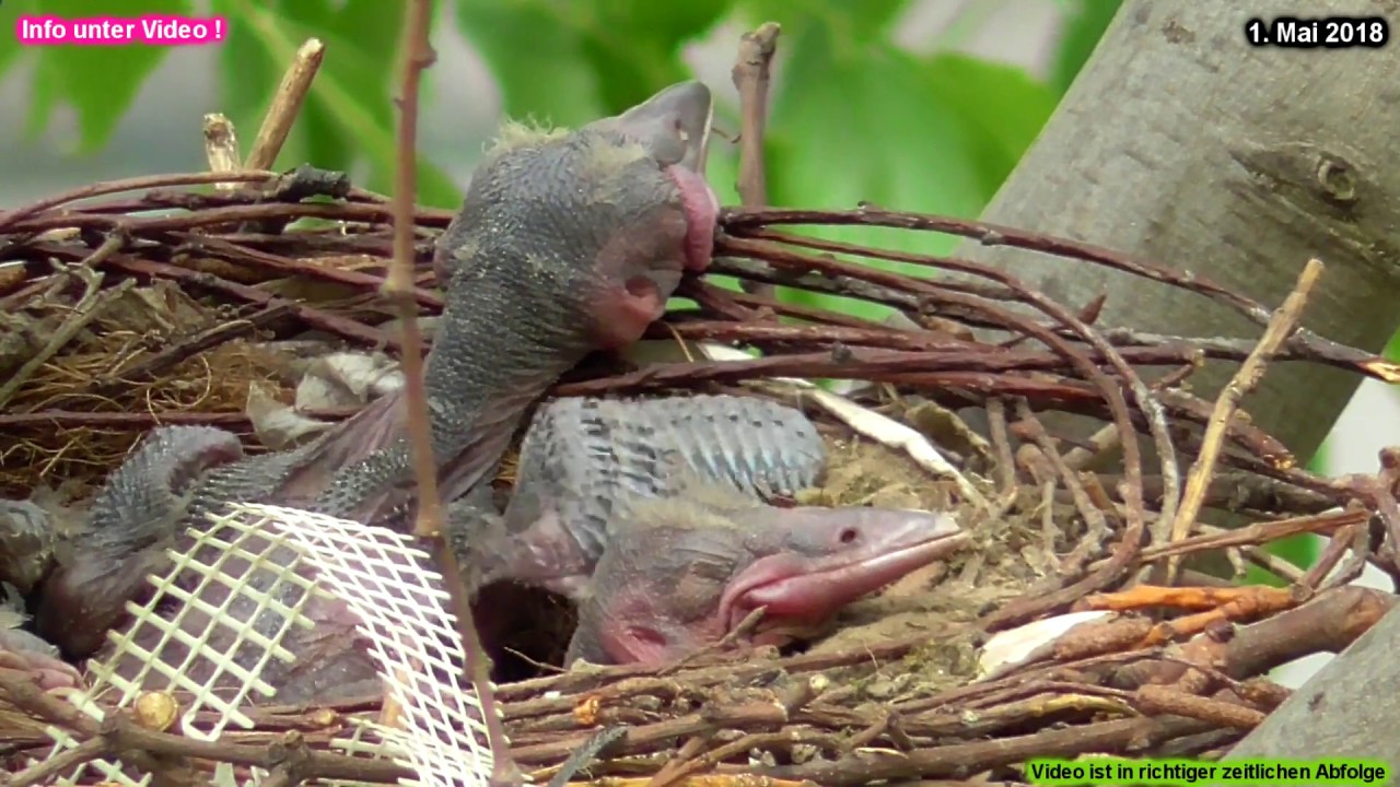 baby crows in nest Part 3 (1. Mai 2018) - YouTube