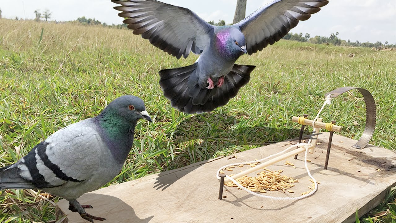 Best Quick Bird Trap Using Large Wood And Hand Saw - How To Make Bird ...