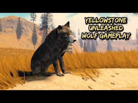 Yellowstone Unleashed | Wolf Gameplay 🐺🌲 - YouTube