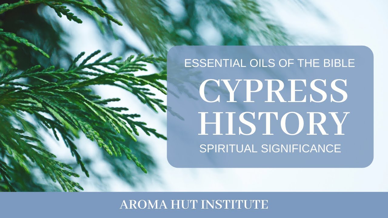 Cypress Tree History - Spiritual Significance (Oils of the Bible) - YouTube