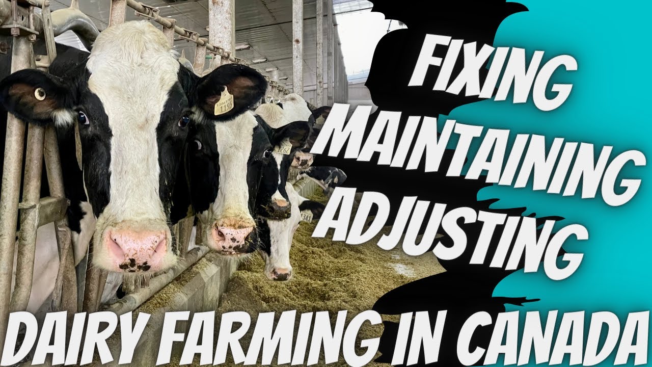 HUGE Maintenance On Our Barns!! - YouTube