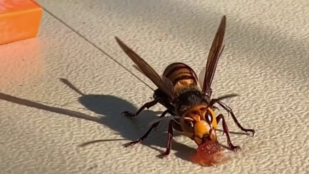 Tracking murder hornets as they move into the West Coast - YouTube