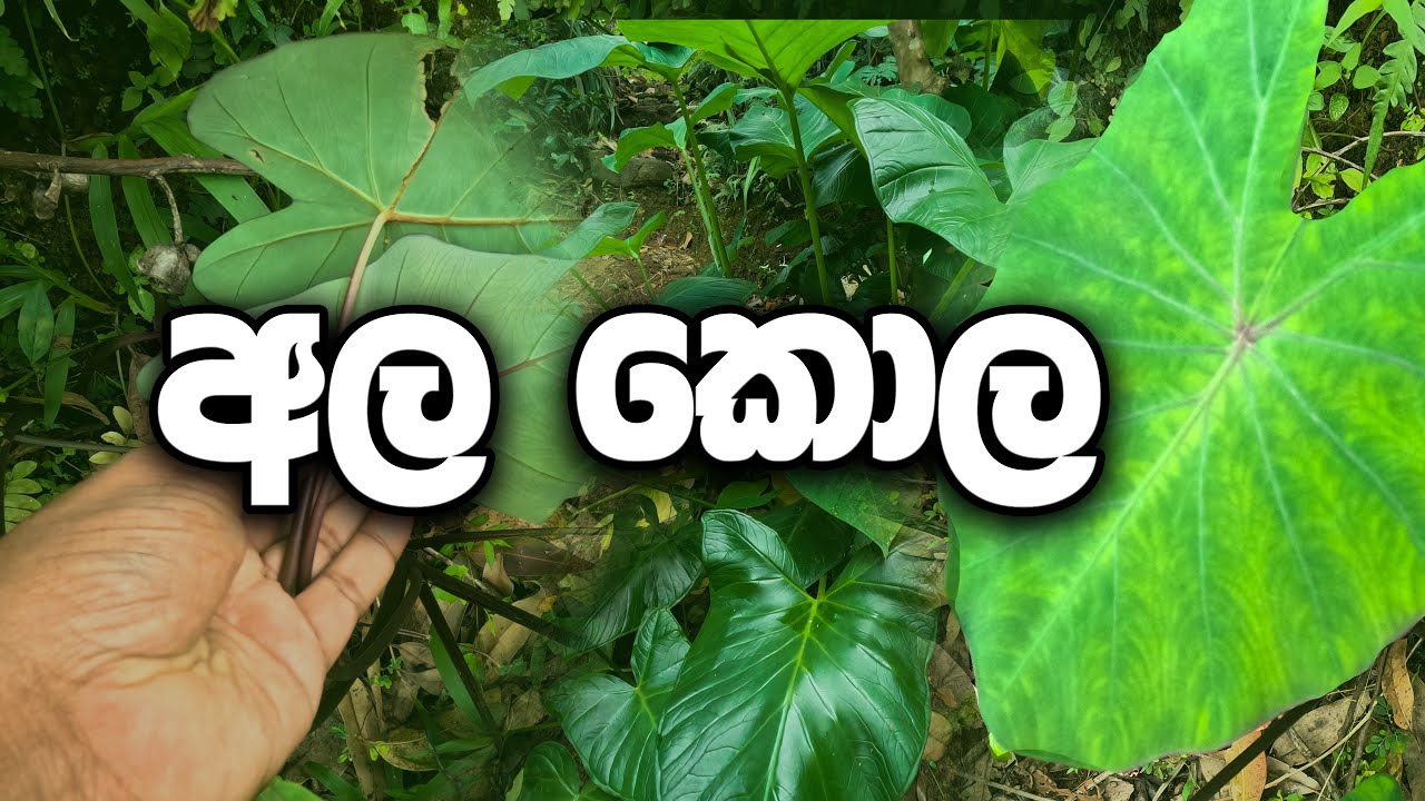 අල කොල කියලා කිරිඅල කොල කන්න එපා... #alakola Tarro leaves How to & what ...