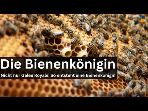No perfect microclimate, no perfect queen - new findings on the queen cell!