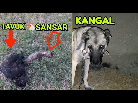 SANSAR TAVUĞUN KANGAL SANSARIN İŞİNİ BİTİRİP TAVUĞUN YANINA BIRAKMIŞ 