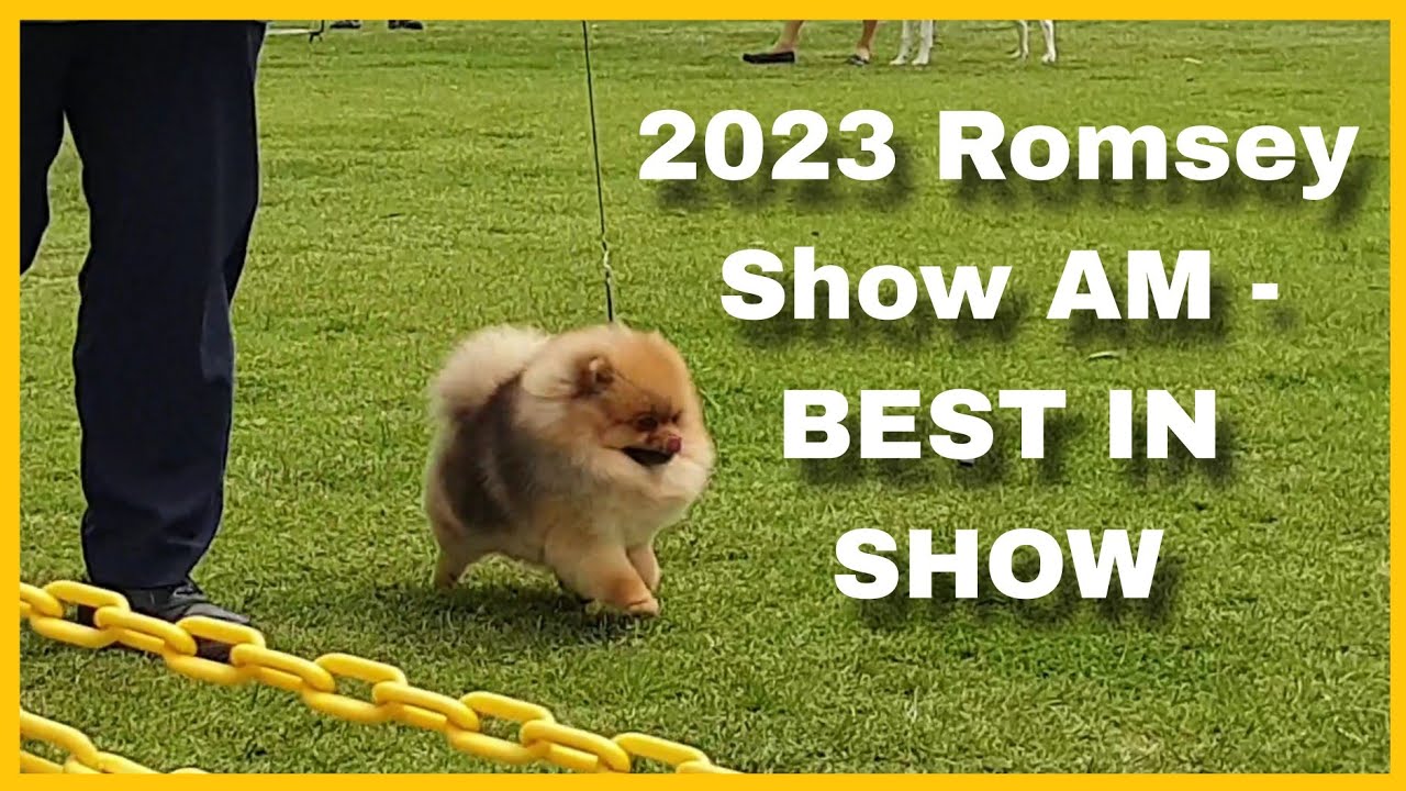 2023 Romsey Show AM - BEST IN SHOW (and classes) - YouTube