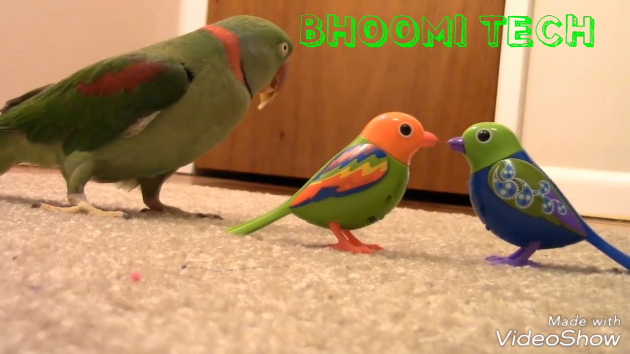 Real 🐦 birds reaction to digi bird's - YouTube