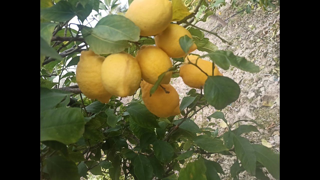 ΛΕΜΟΝΙΕΣ 3ο, παραγωγή και διάθεση στην αγορά,... καυστικός και ...