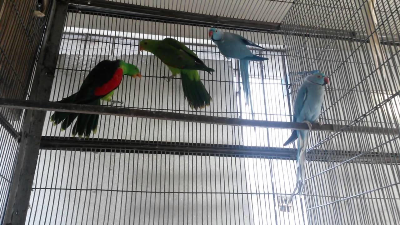 Indian Ringneck Parakeets and Red Winged Parrot Video - YouTube