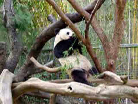 Panda bear mauls trainer! - YouTube