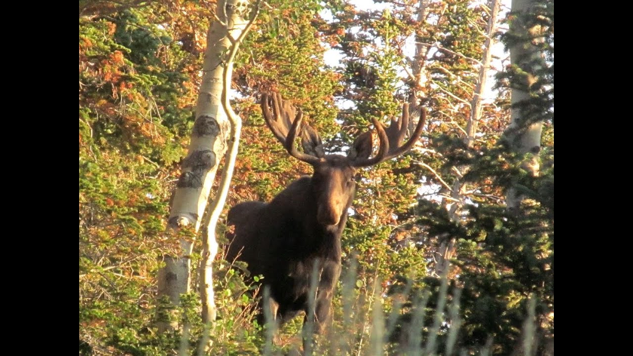 Two bull moose near Bloods Lake, Utah, 17 August 2020 - YouTube
