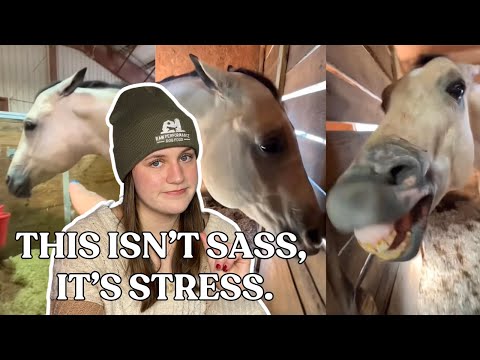 Ignoring Your Horse's Behaviour Can Make Them Dangerous | Equestrian Reacts