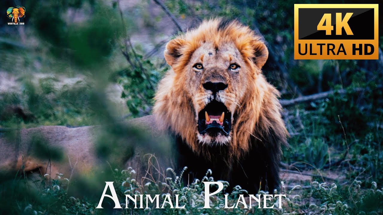 Animal Planet Videos in 4K Ultra HD - YouTube