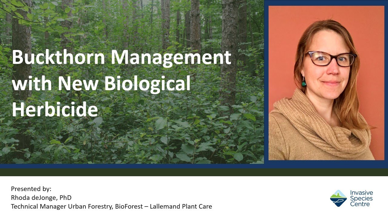 Buckthorn Management with New Biological Herbicide - YouTube