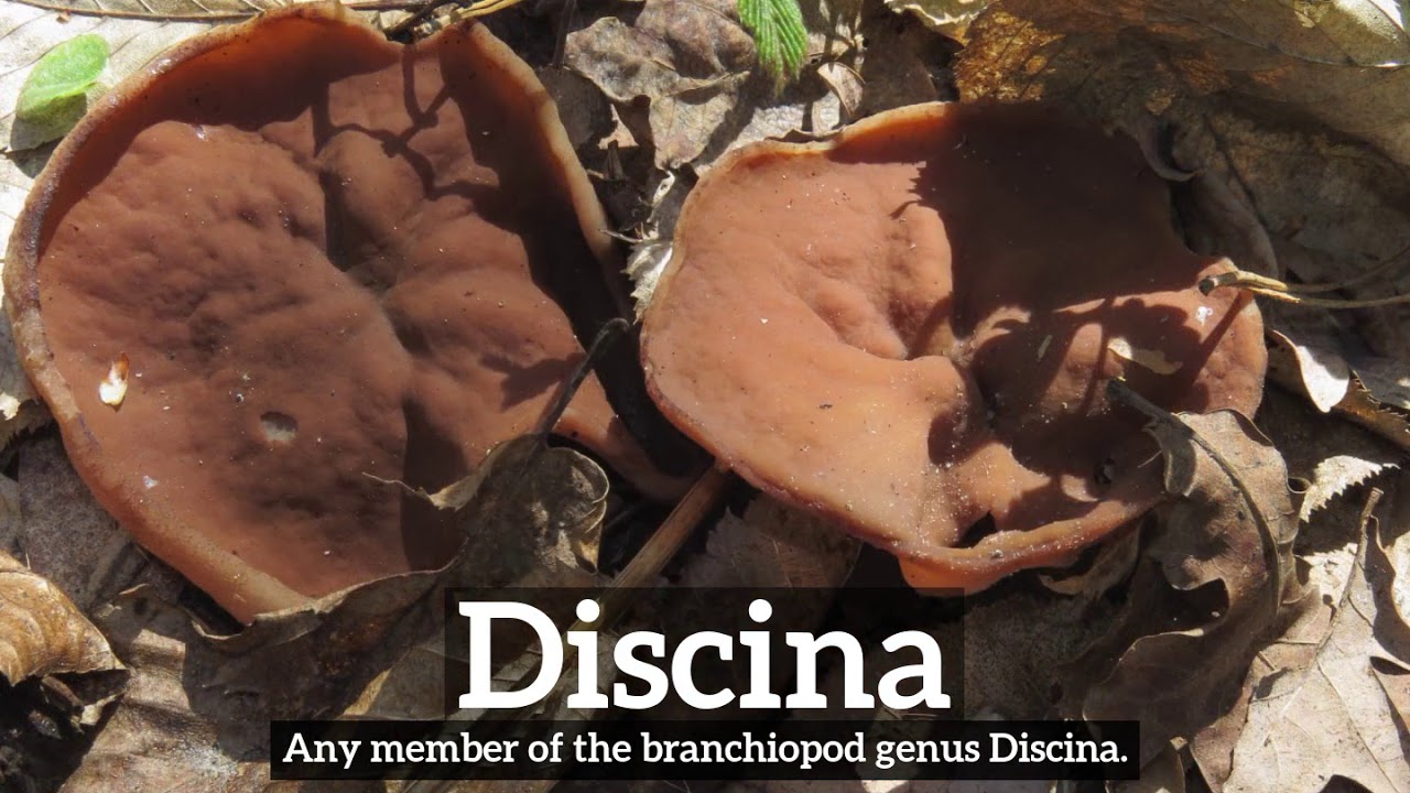 How Does Discina Look? | How to Say Discina in English? | What is ...