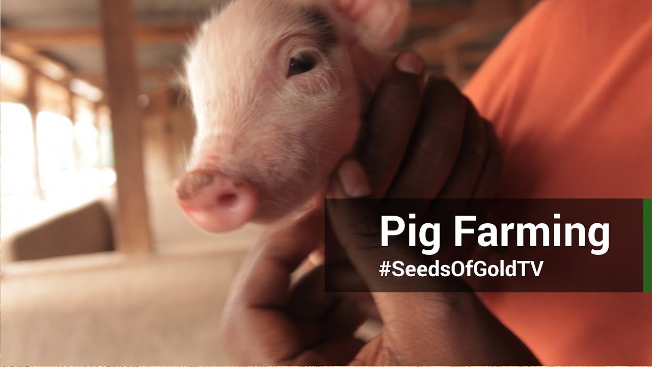 Pig Farming - Seeds Of Gold TV Season 2 Episode 3 - YouTube