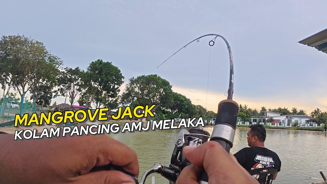 Mangrove Jack PADU!!! #54 KOLAM PANCING AMJ MELAKA - YouTube