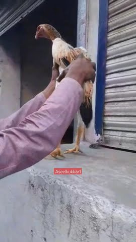 Aseel Kukkar Desi Murgha #Aseelkukkar1 ‎@AseelKukkar1 - YouTube